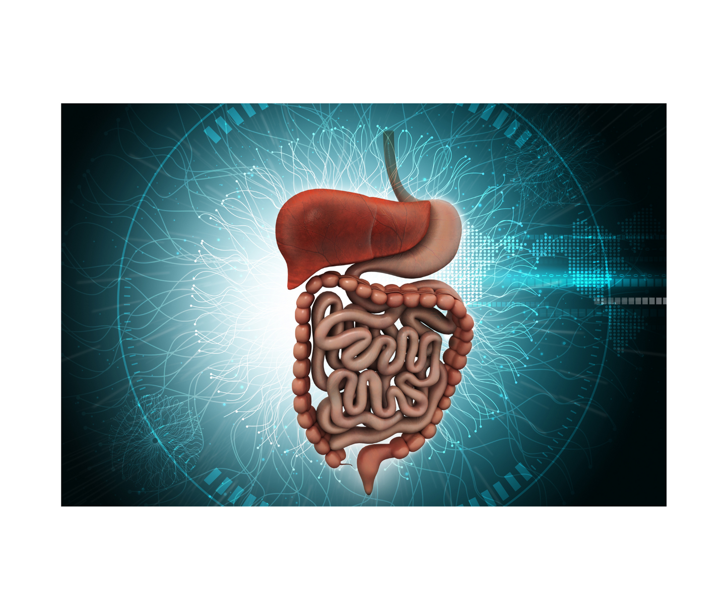 GI Support Kit – Ingraham Organics