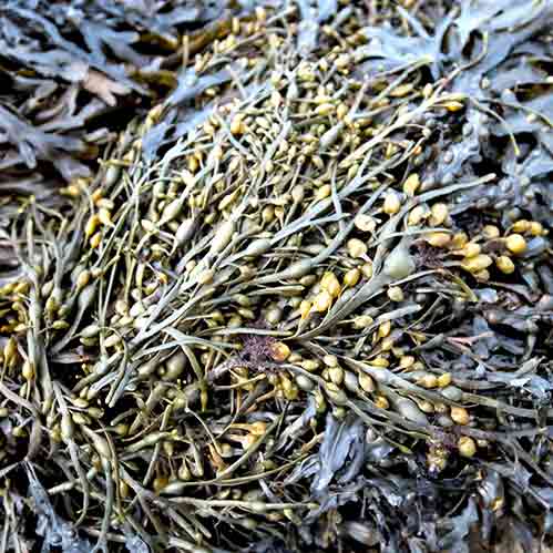 Seaweed Absolute (Fucus vesiculosus) – Wild Life Aromatics